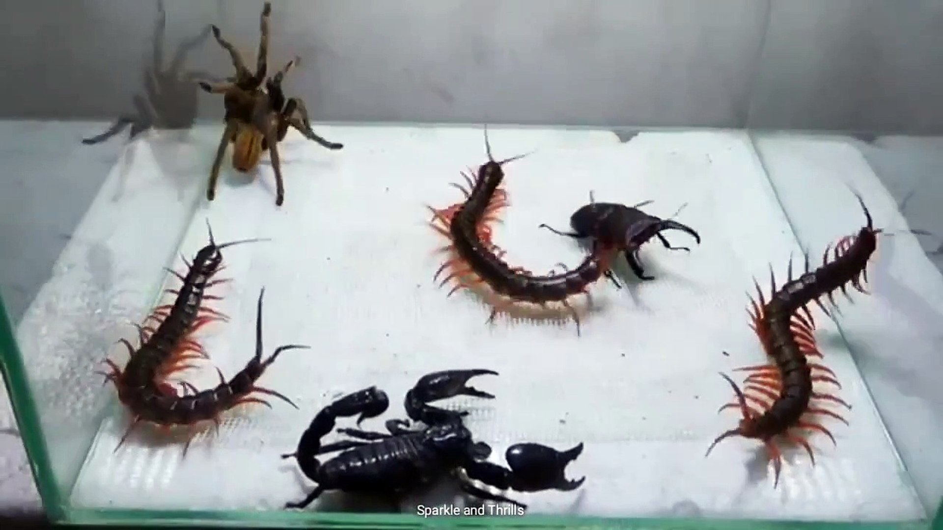 Giant Centipede Eating Tarantula