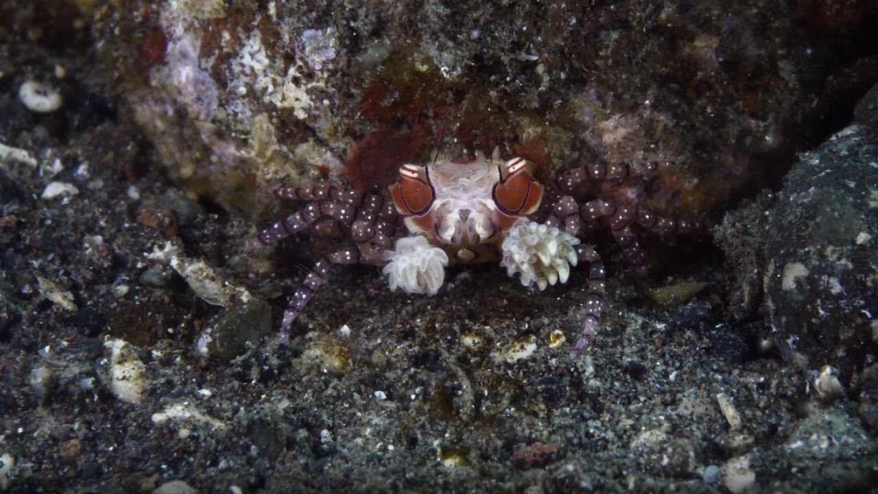 Pom-Pom boxer crab with sea anemones in claws steals the show with its ...