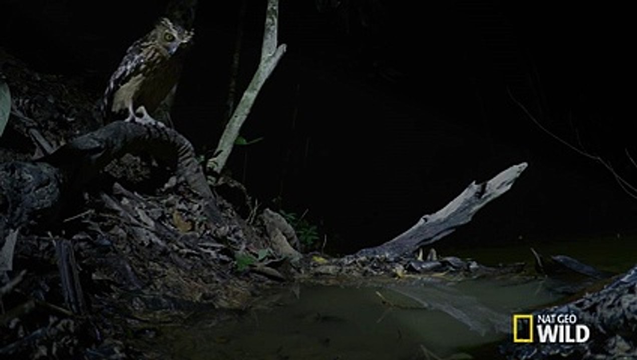 Hoot and Hunt Destination WILD - video Dailymotion