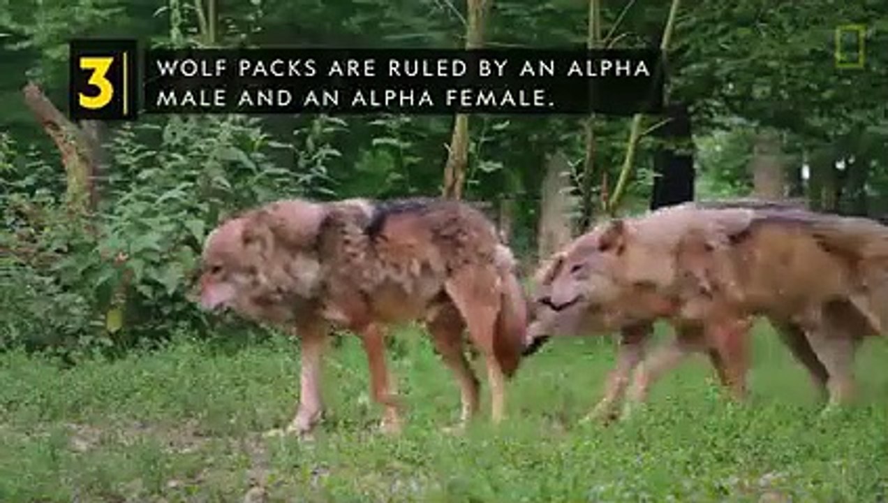Wolves 101 Nat Geo Wild - video Dailymotion