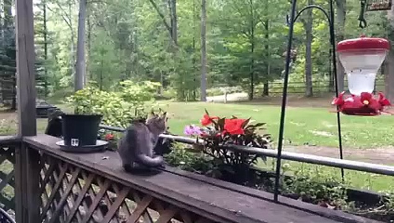 101 SUPER Weird Cats AFV Funniest Cat Videos 2018 - video Dailymotion