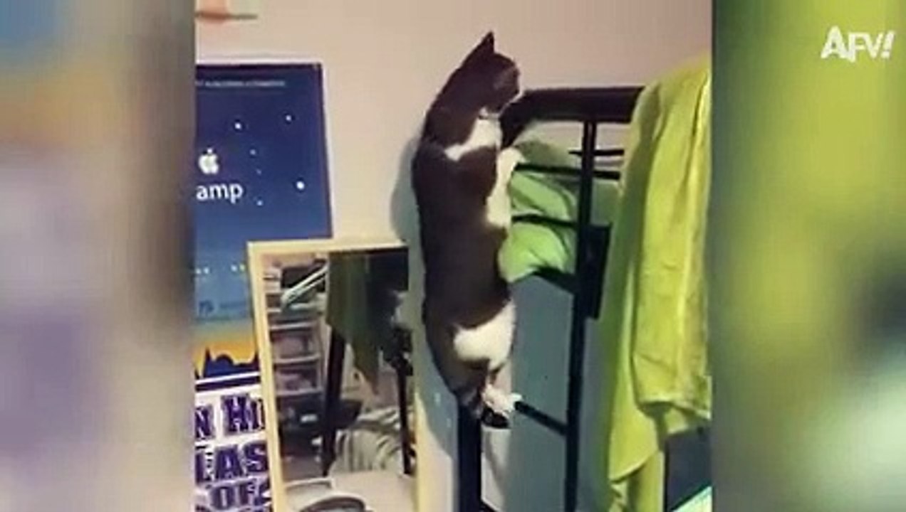PAWS UP for the FAIL! Funniest Cats AFV 2020 - video Dailymotion