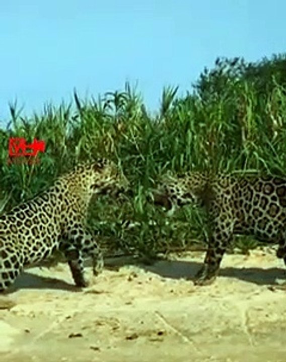 JAGUAR Combats Big Cat Fight Wild Animals Fight - video Dailymotion