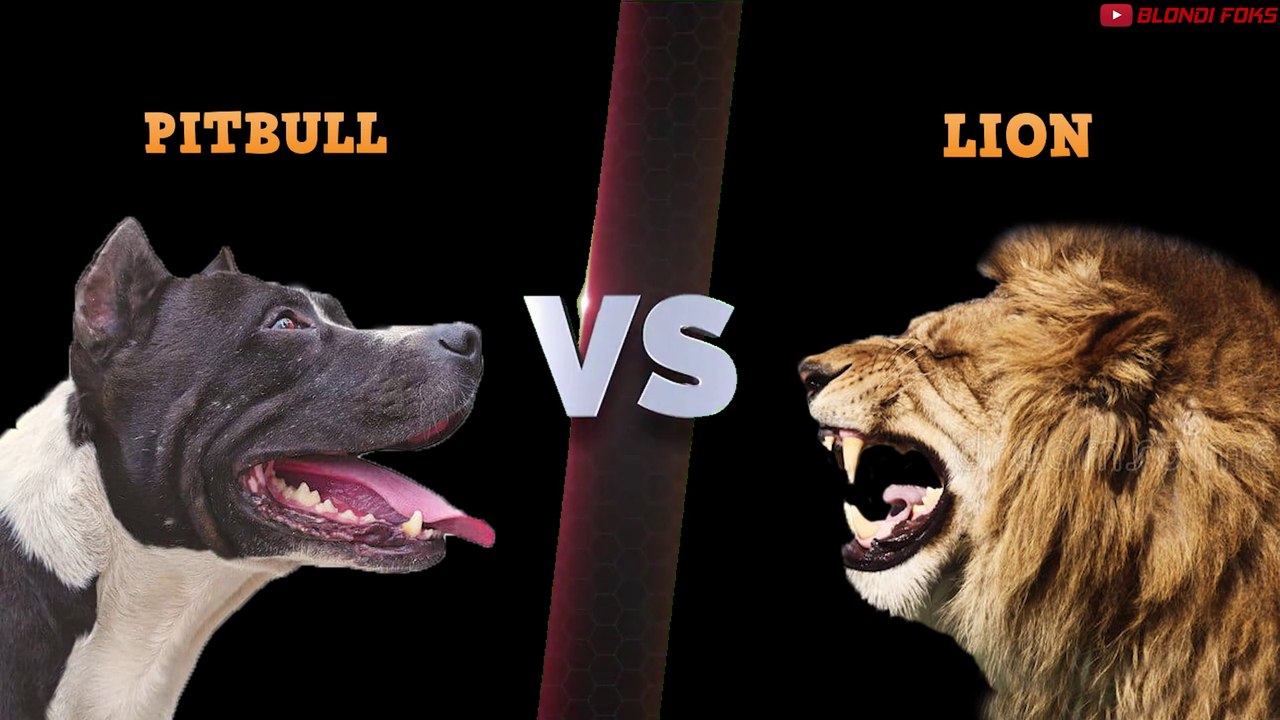 American Pitbull VS Lion - Lion VS Pitbull Terrier Fight Real ...