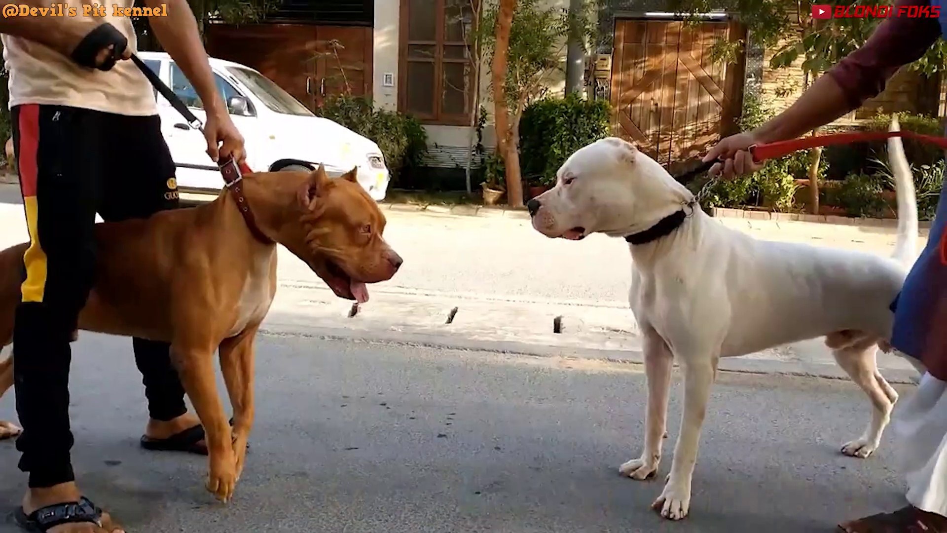 Dogo Argentino Vs Cougar