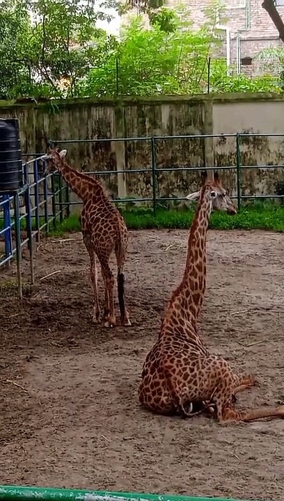 Giraffe in zoo - video Dailymotion