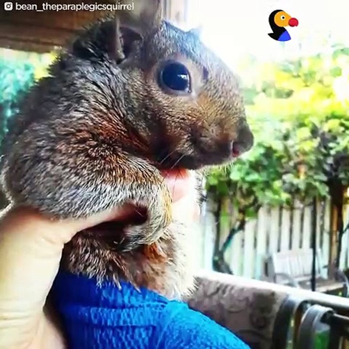 Human Squirrel Mom Helps Paraplegic Squirrel Grow Stronger The Dodo ...