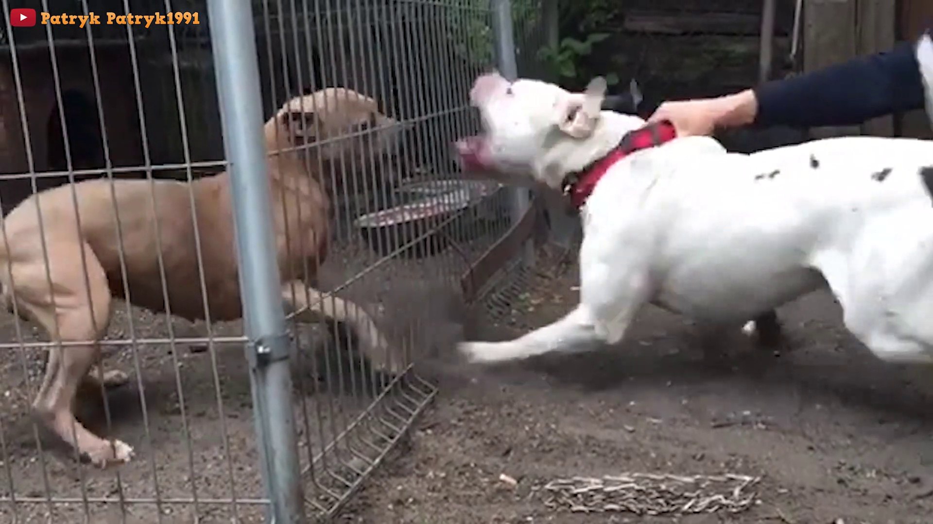 Dogo Argentino Vs Pitbull Fight