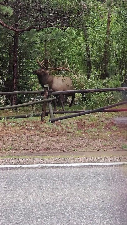 Elk Struggles to Remove Tree Branch From Antlers - video Dailymotion