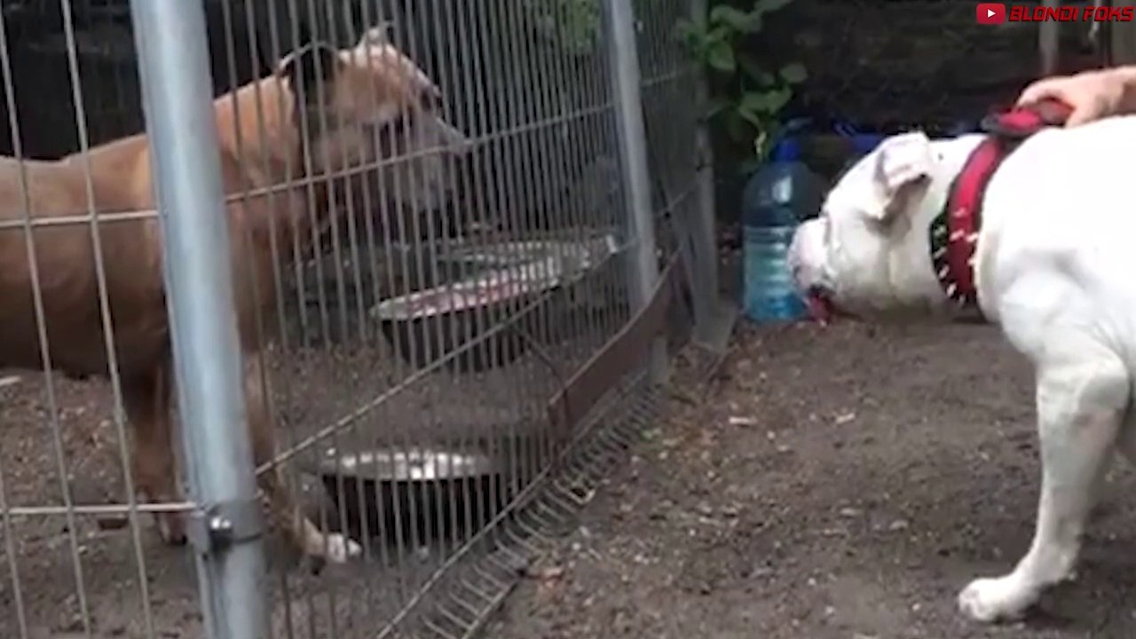 Pitbull VS Dogo Argentino - Dogo Argentino VS Pitbull Video Pelea Real ...