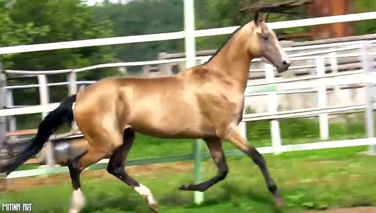 Races de Chevaux Les Plus RARES au Monde... - video Dailymotion