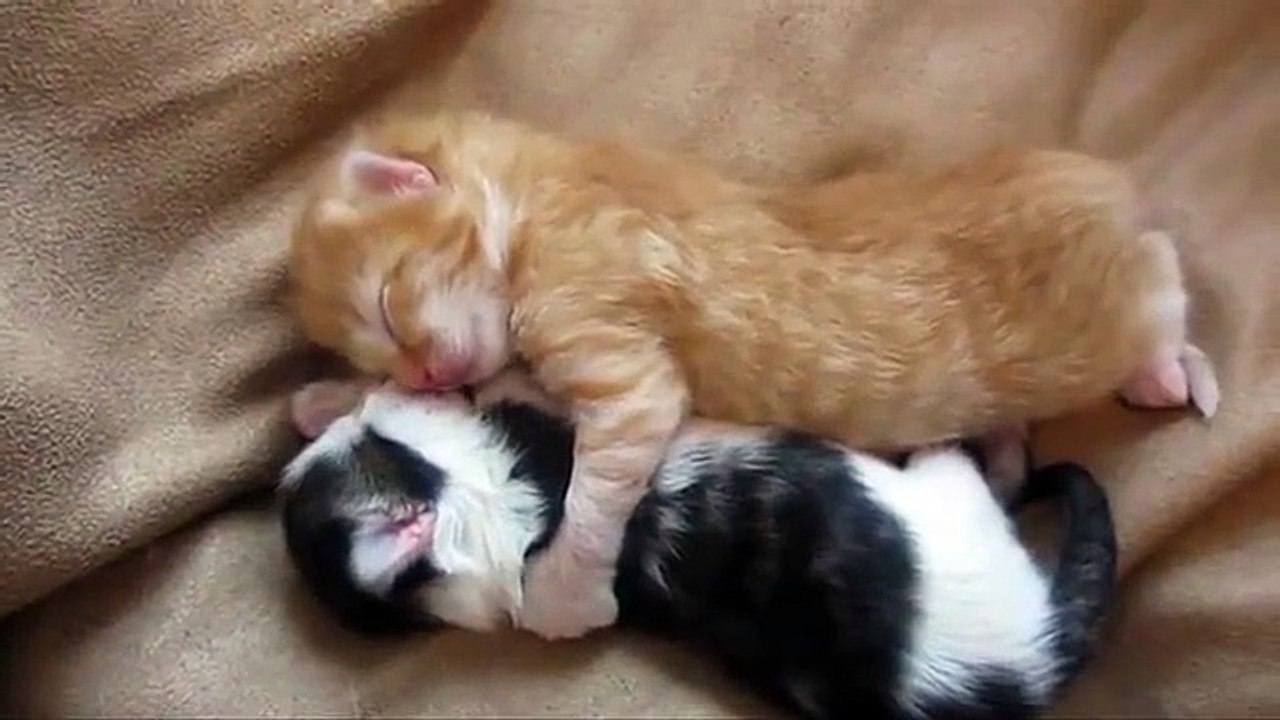 Deux adorables chatons se font un câlin - Vidéo Dailymotion