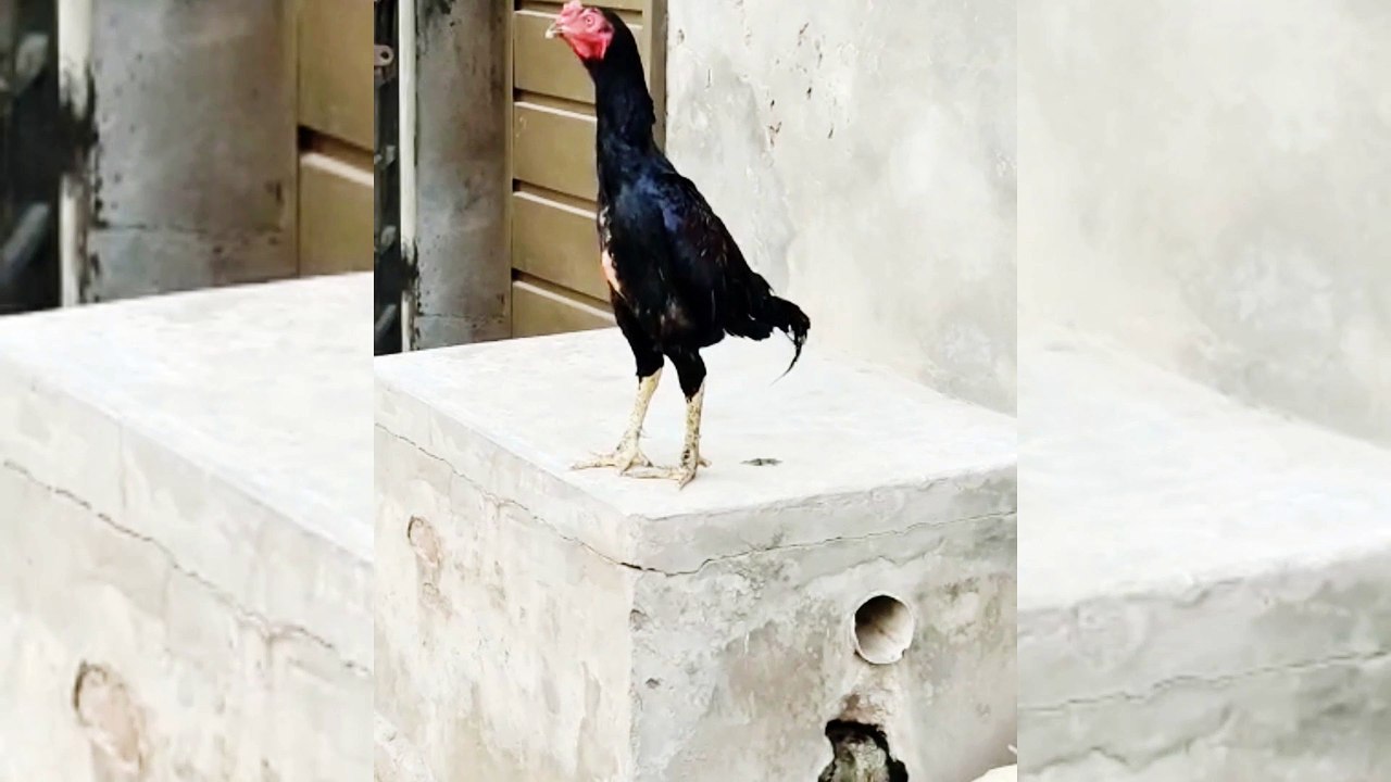 The black rooster crowing - video Dailymotion