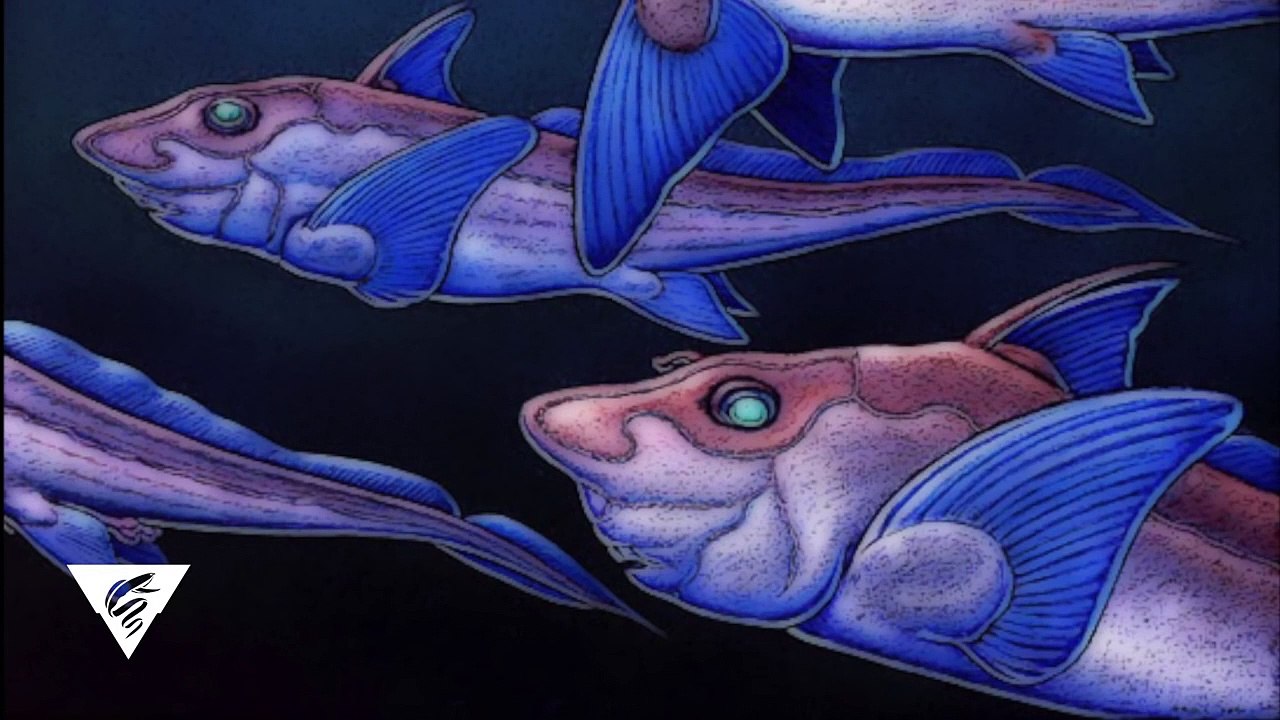 Un requin fantôme filmé pour la première fois - Vidéo Dailymotion