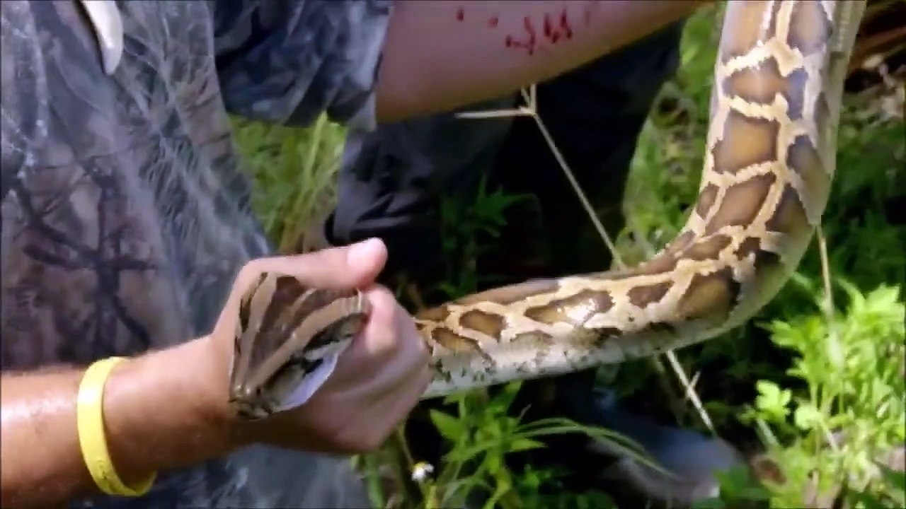 Le chef Gordon Ramsay chasse un python... et le cuisine ! - Vidéo ...