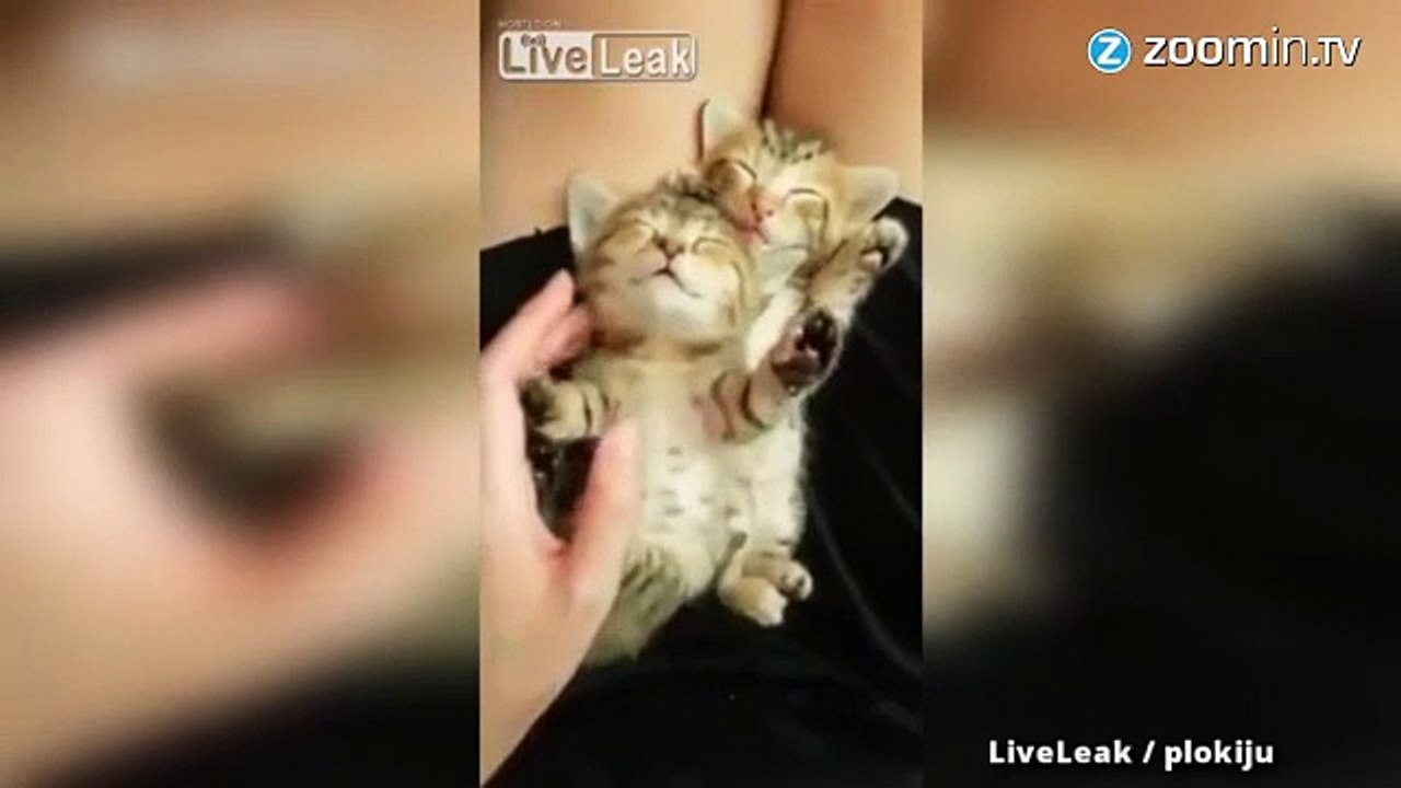 L'instant meûgnon : les 2 chatons qui dorment ! - Vidéo Dailymotion