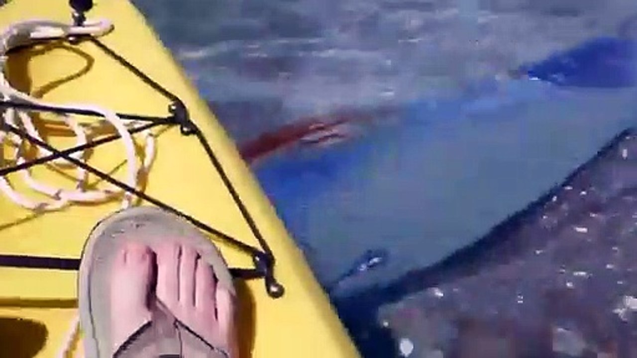 Découvrez le Régalec, le plus grand poisson osseux au monde, fait une ...