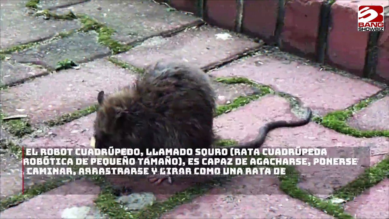 Científicos crean una rata robótica - Vídeo Dailymotion