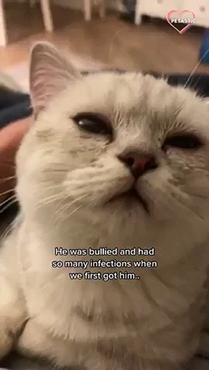 Ill-treated cat finds a loving family PETASTIC - video Dailymotion