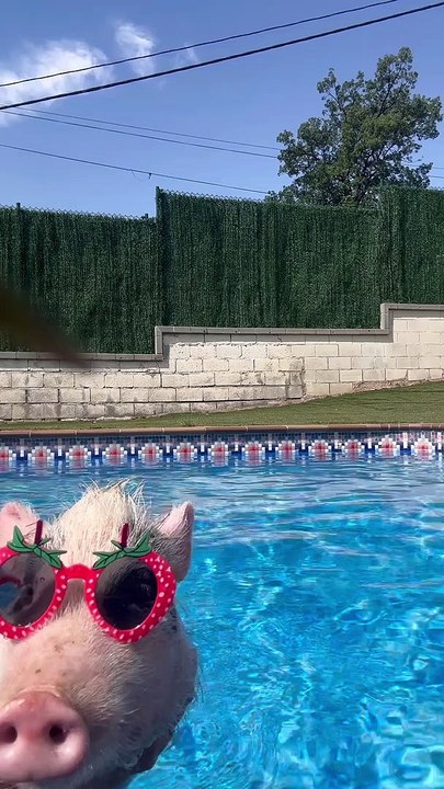 Fabulous Pig Has A Pool Day - video Dailymotion