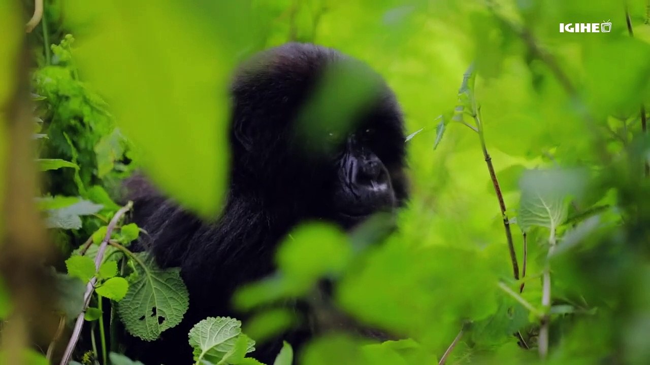 Pariki kuri bo si umutako __ Amafaranga asaranganywa abaturiye Ibirunga ...