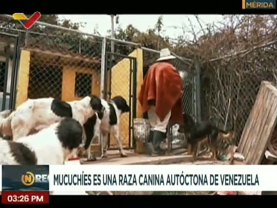 Mérida | La raza de perro Mucuchíes está ligada a la historia y ...