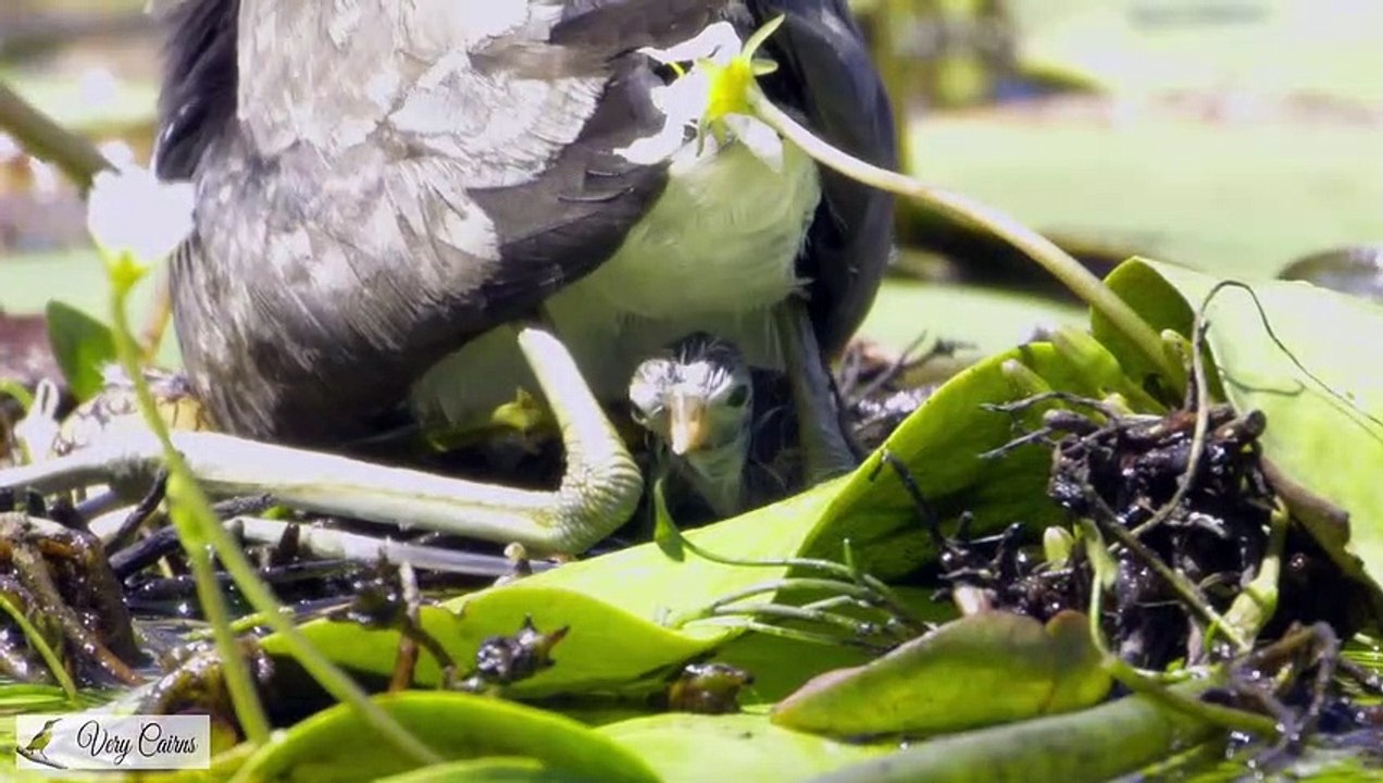 Comb-crested Jacana _Baby birds hatching - video Dailymotion