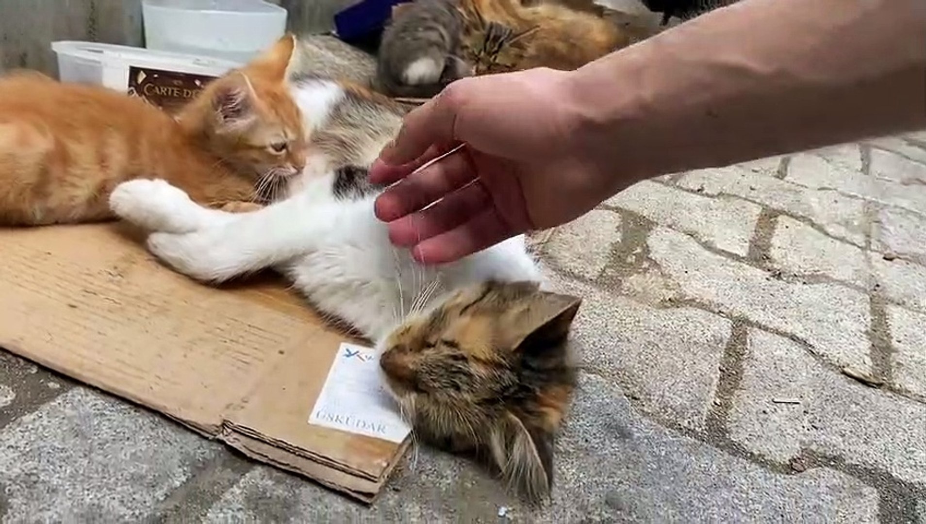 Cats Helping Each Other