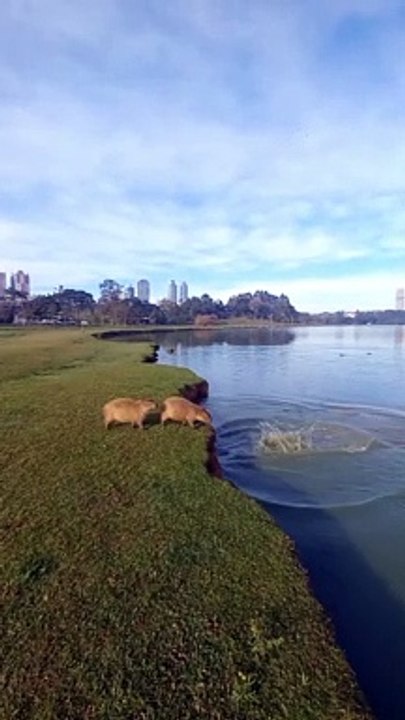 Capybaras Jumping Into The Water - video Dailymotion