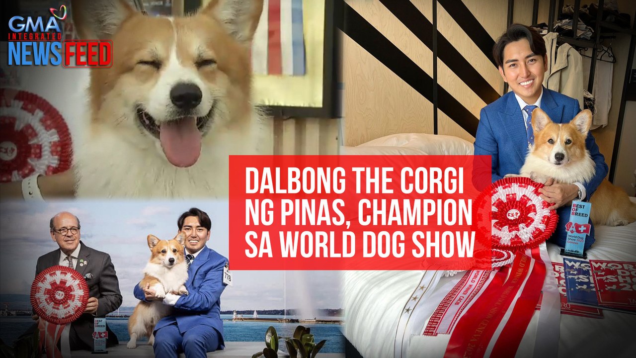 Dalbong The Corgi ng Pinas, champion sa World Dog Show | GMA Integrated ...