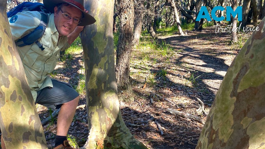 Tim The Yowie Man uncovers the mysteries of the Well Tree | The ...