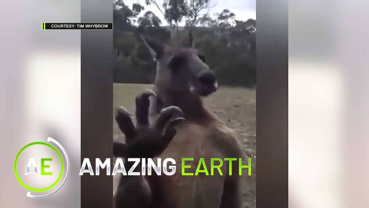 Amazing Earth: Do Australian kangaroos fall under the category of WILD ...
