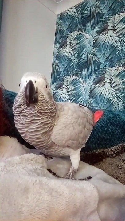 Escape artist African grey parrot Reggie Roo reunited with Chorley ...