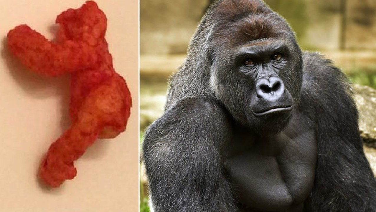 Cheeto In The Shape of Harambe Sells for $99,000 - video Dailymotion