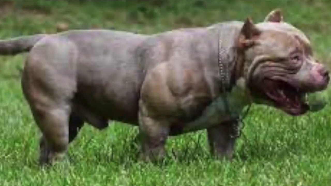 10 Most Muscular Dog Breeds in the World - video Dailymotion