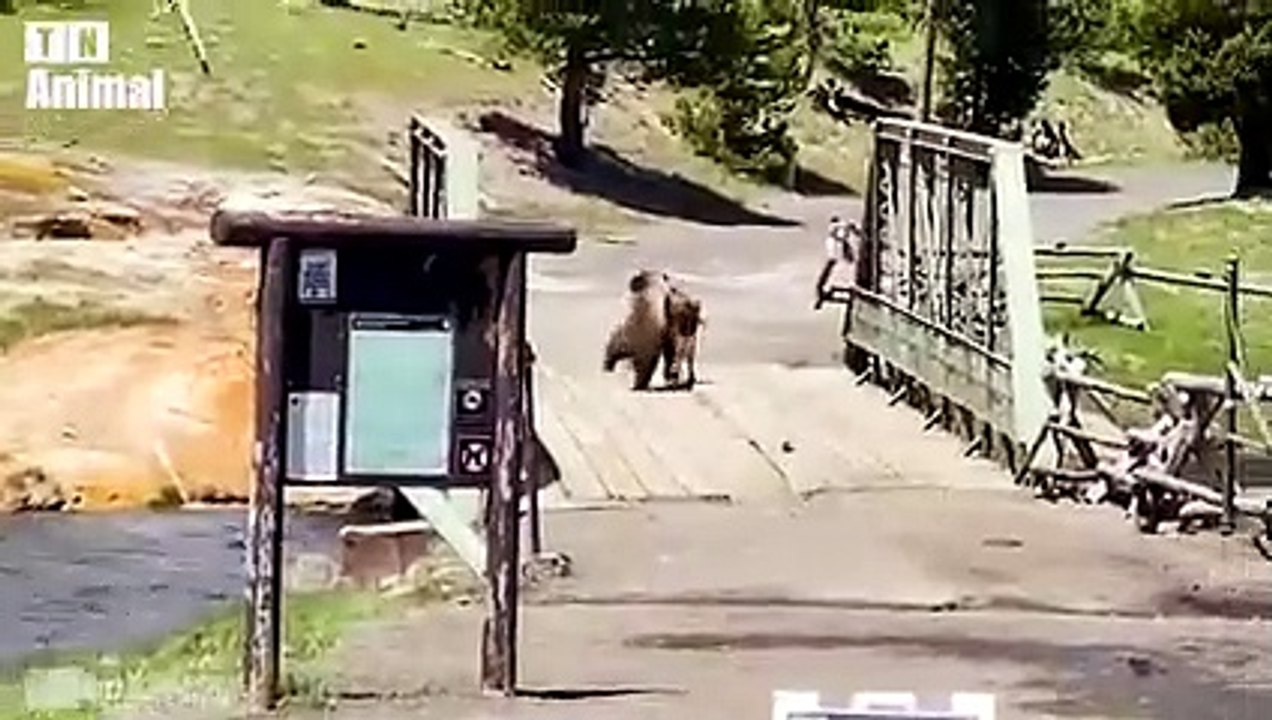 35 Brutal Moments When Bears Hunt And Attack Their Prey Mercilessly ...