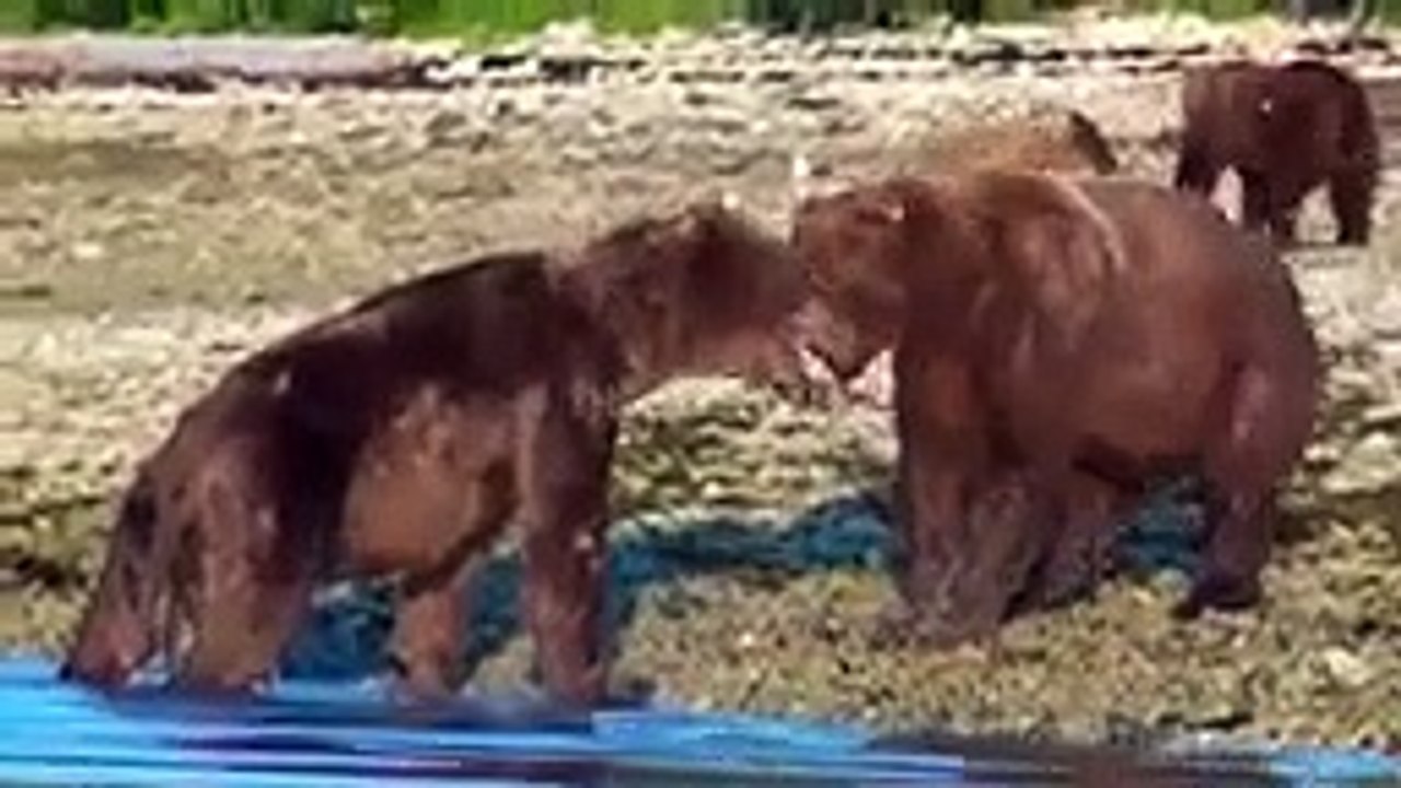 10 CRAZIEST ANIMAL FIGHTS CAUGHT ON CAMERA. Lion versus zebra, Lion versus buffalo (2) - video ...