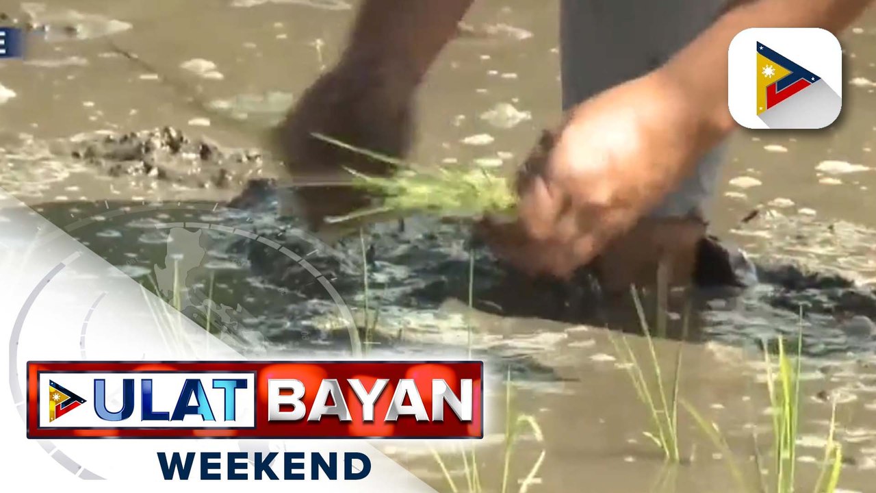 DA, kumpiyansa na magiging matatag ang presyo ng palay at bigas sa pagsisimula ng anihan ngayong ...