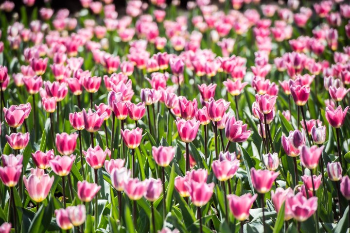 Tulip Top Gardens at Sutton opens this week | The Canberra Times ...