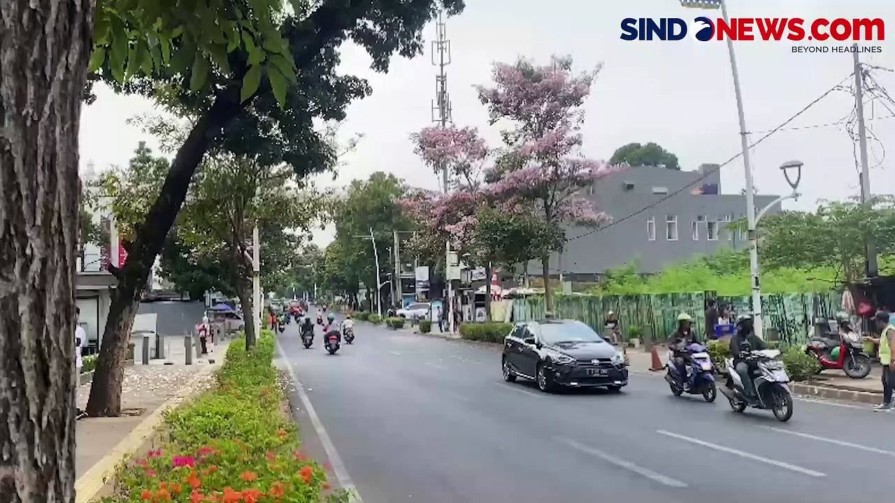 Bunga Tabebuya Bermekaran Sepanjang Kemang Raya, Estetik Bernuansa ...