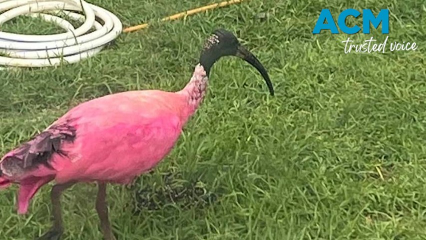 Locals baffled over barbie pink bin chickens | The Border Mail | Wodonga, VIC