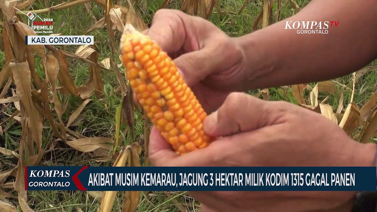 Akibat Musim Kemarau, Jagung 3 Hektar Milik Kodim 1315 Gagal Panen ...