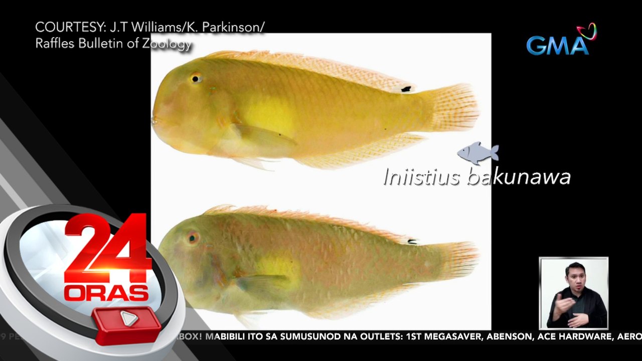 "Iniistius Bakunawa" pinakabagong species ng isda sa mundo, unang ...