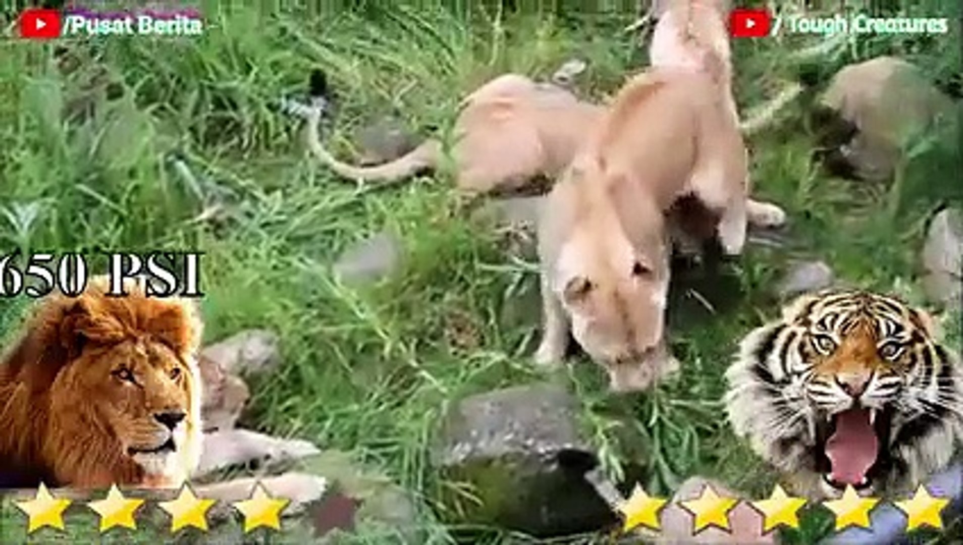 Tiger Vs Lion Fight Video