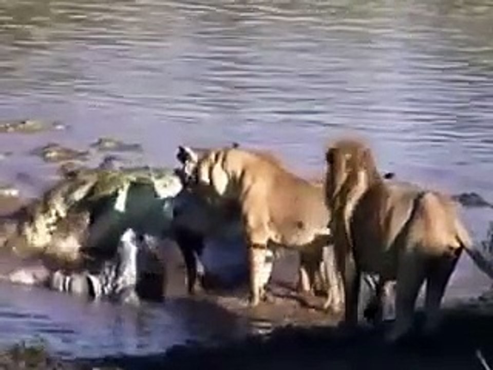 MOST AMAZING #Lion Vs Crocodile Real Fight Lion vs Giant Crocodile Real ...