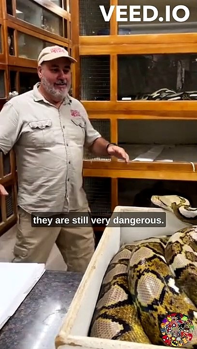 Wild Python: The Apex Predator of the Rainforest - video Dailymotion