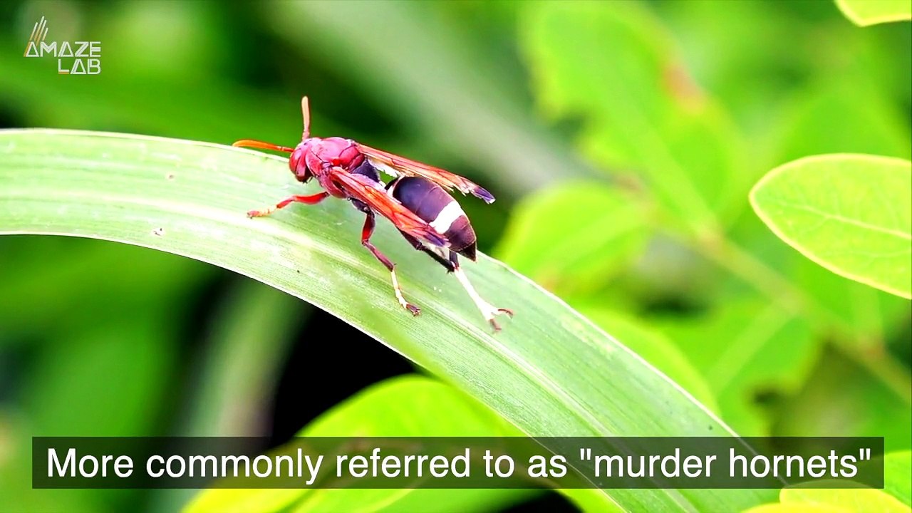 Murder Hornet Wreak Destruction On Honey Producer’s Hives - video ...