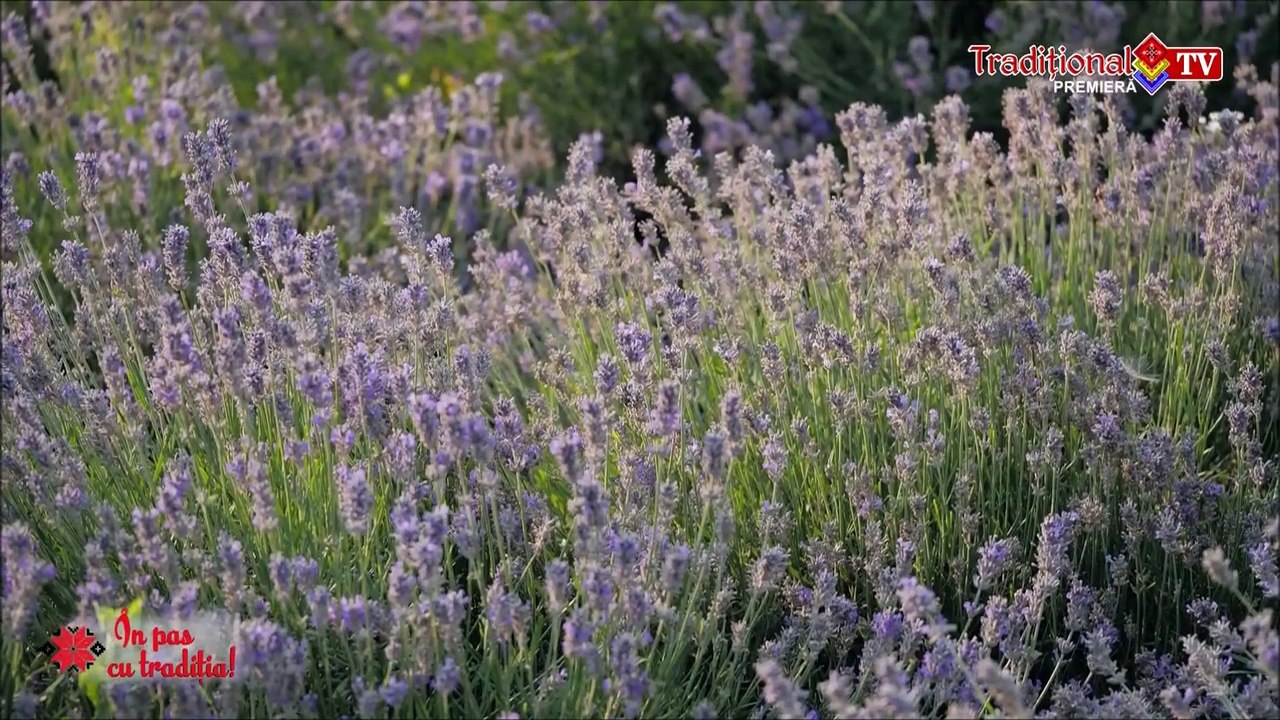 Floarea Calota - Aseara pe la o vreme (In pasi cu traditia ...