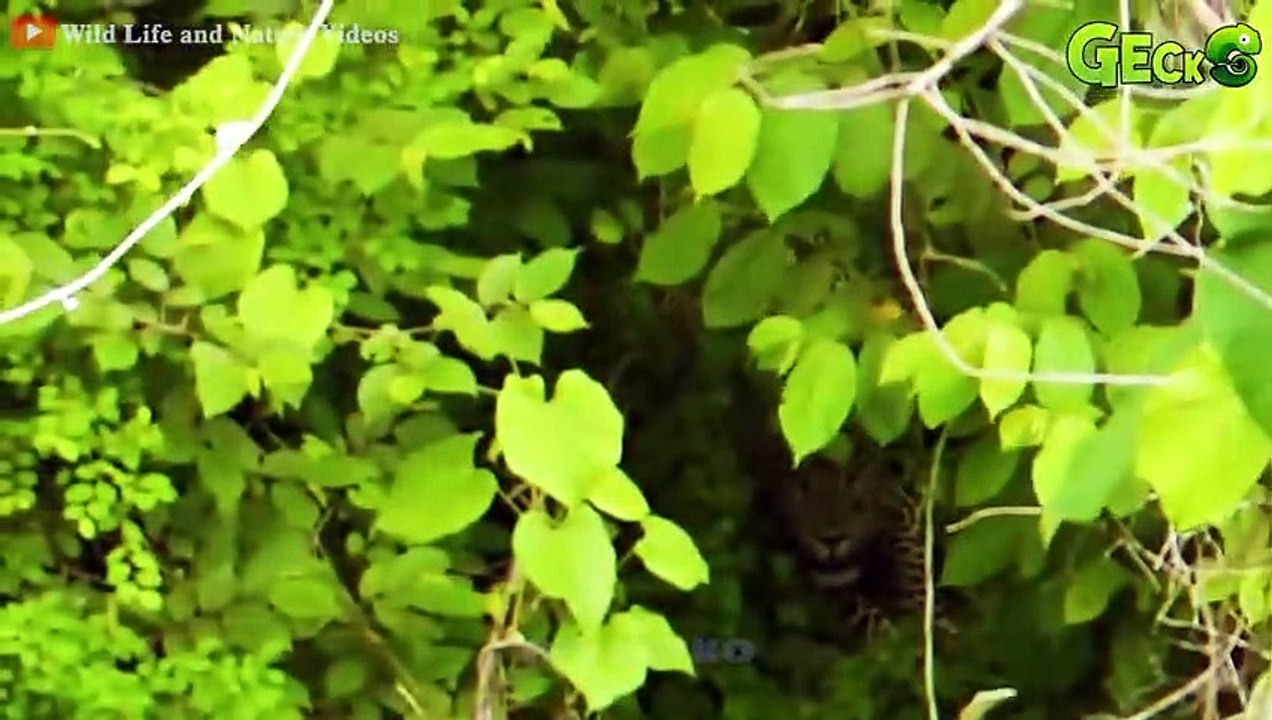 35 Terrifying Moments Zebra Wounded While Confronting A Predator And ...