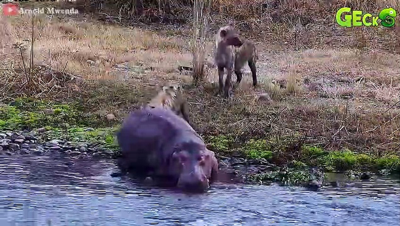 50 Tragic Defeats Of Wounded Hyenas At The Hands Of Lions, Leopards ...